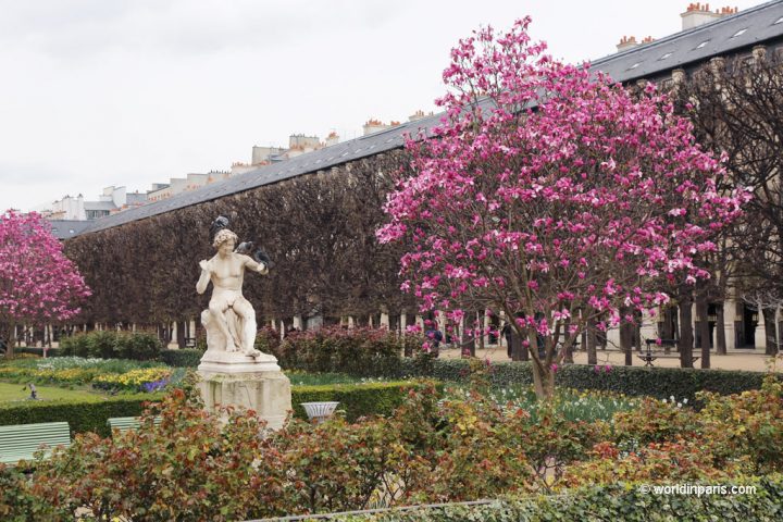 Quick Guide to Cherry Blossom Paris | World In Paris