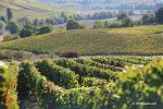 Day Trip to Champagne from Paris - Planning & Best Tips | World In Paris